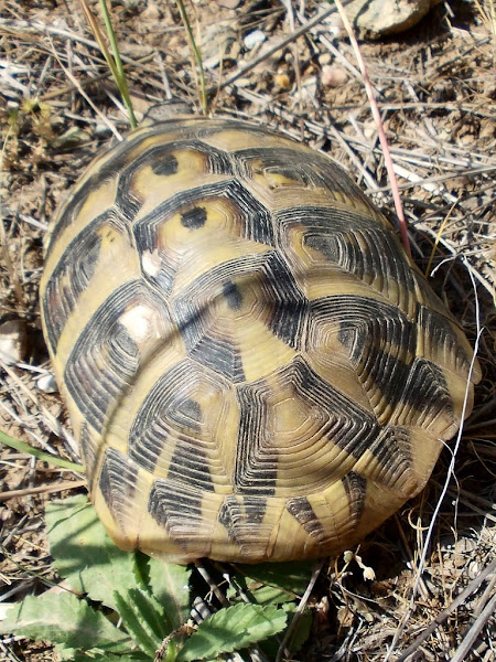 Eastern Hermann's tortoise | Project Noah