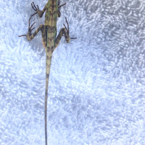 Cherepo | Project Noah