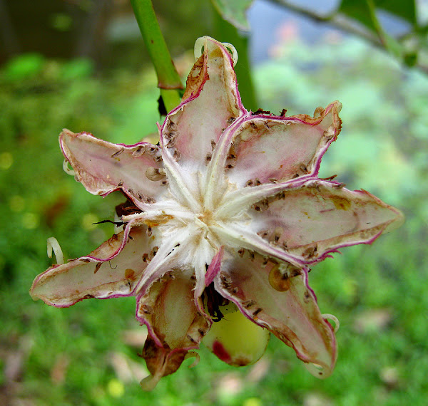 Simpur Air Besar | Project Noah