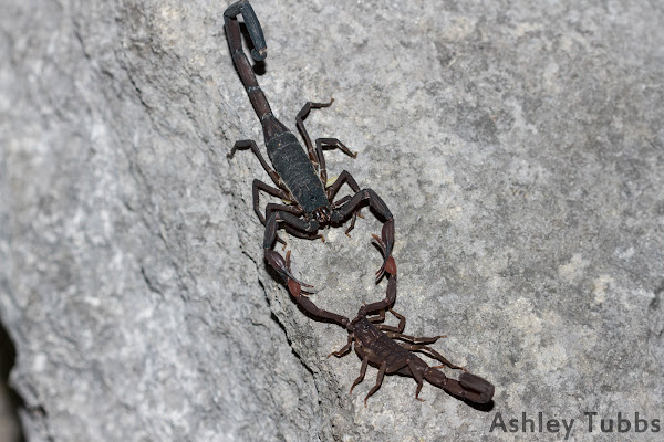 Slender Brown Scorpion | Project Noah