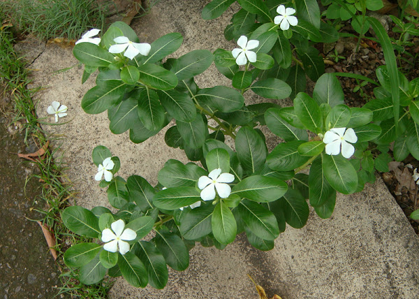 White Tsitsirika | Project Noah