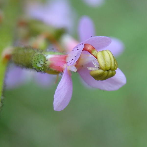 Grass Trigger plant | Project Noah