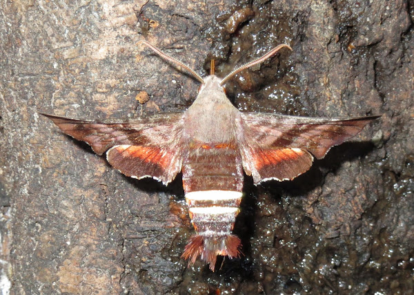 The Nessus Sphinx | Project Noah