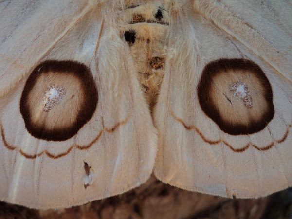 Saturniid Moth | Project Noah