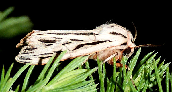 Arge (Tiger) Moth | Project Noah