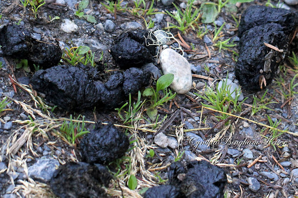 Black Bear Scat Identification