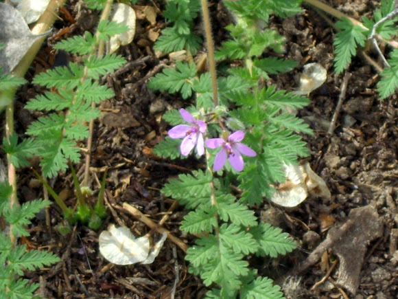 Common Storks Bill | Project Noah