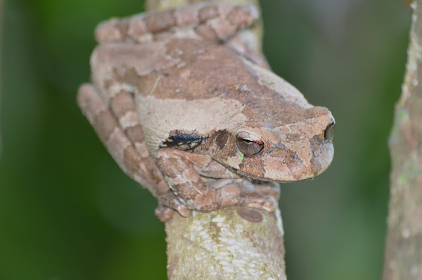 Smilisca frog | Project Noah