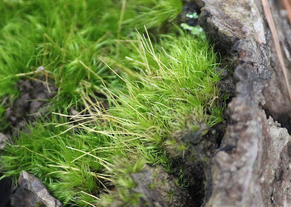 Wind-blown moss, fork moss | Project Noah