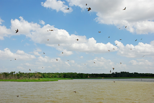 Cliff Swallows | Project Noah