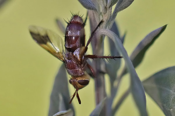 Tangle-veined fly | Project Noah