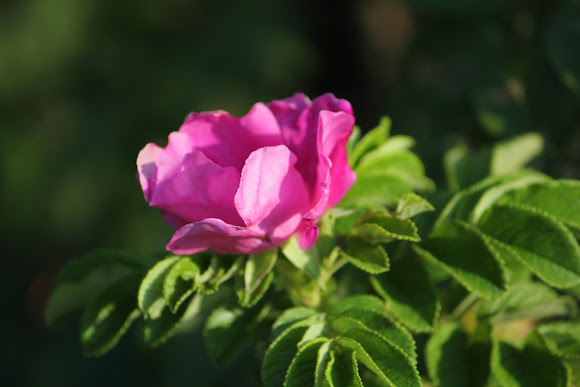 Salt spray rose | Project Noah