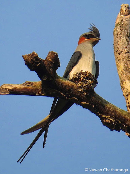 Crested treeswift | Project Noah