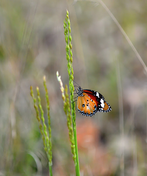 Lesser Wanderer Butterfly | Project Noah