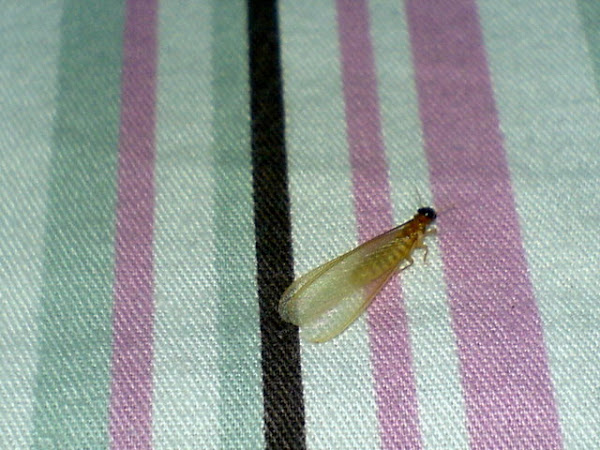 Winged Termites | Project Noah