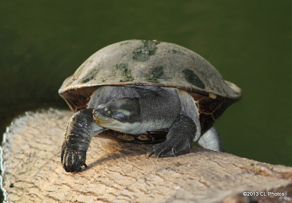 Krefft's River Turtle | Project Noah