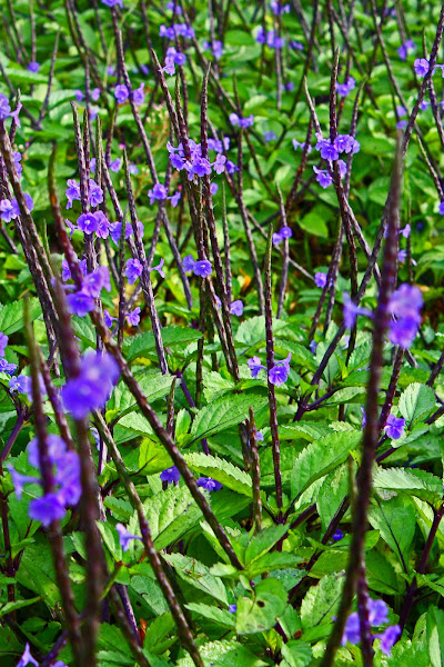 blue porterweed,Jamaica vervain | Project Noah