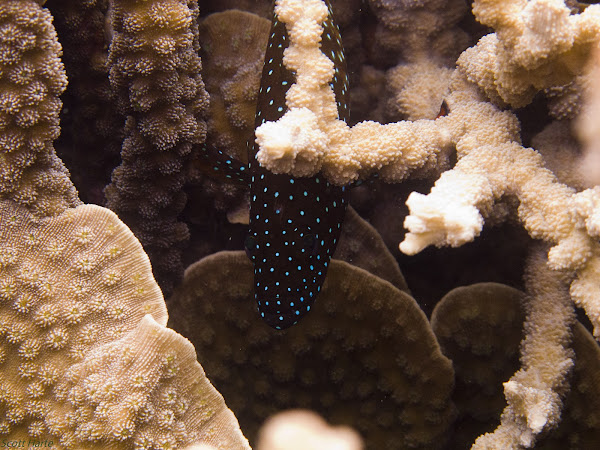 Blue-spotted Rockcod | Project Noah