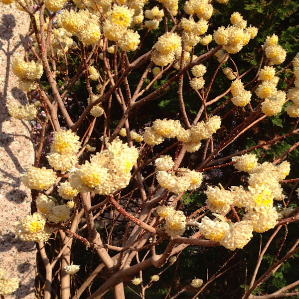 Paper Bush | Project Noah