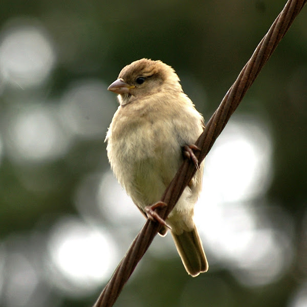 House Sparrow (juvenile) | Project Noah