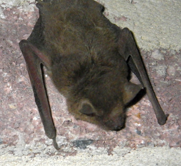 Vesper bat | Project Noah