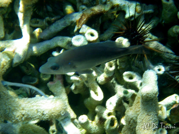 Blue Hamlet | Project Noah