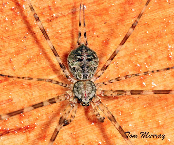 Two-tailed Spider | Project Noah