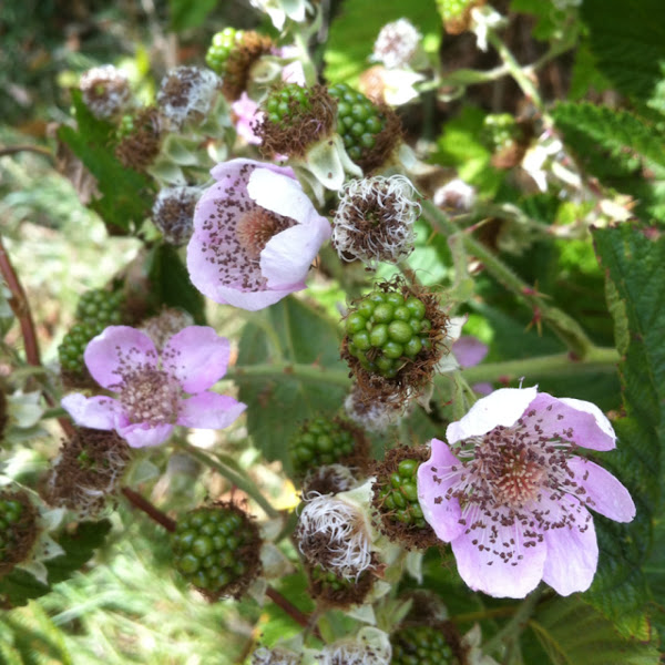 Himalayan blackberries | Project Noah