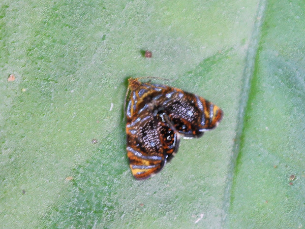 Metalmark Moth | Project Noah