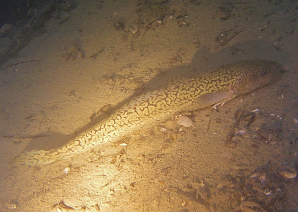 Burbot, Trüsche, Quappe | Project Noah