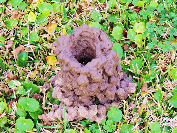 Crawdad hole | Project Noah