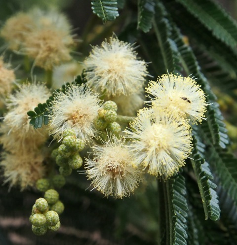 Australian Acacia | Project Noah