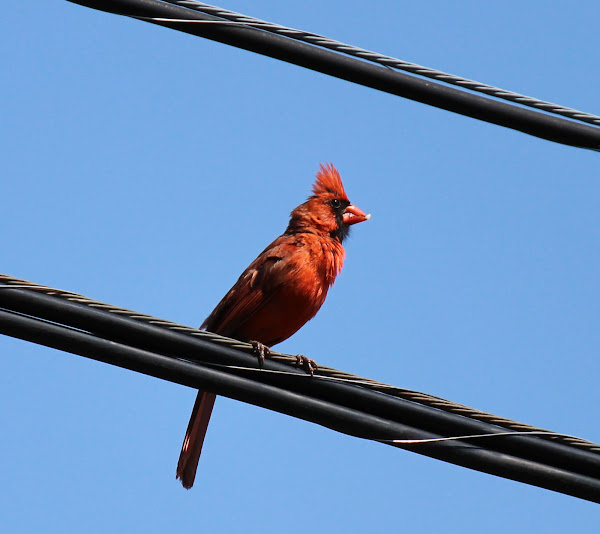 Cardinal | Project Noah