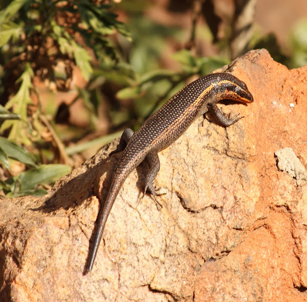 African Striped Skink | Project Noah
