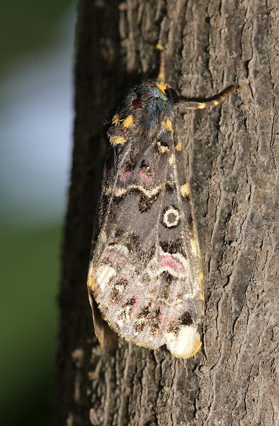 Lily Moth | Project Noah