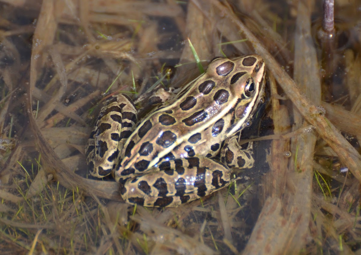 northern leopard frog(brown morph) | Project Noah