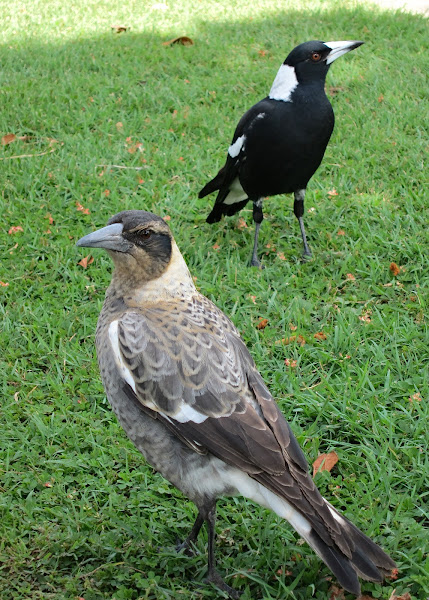 Australian Magpie (juvenile) | Project Noah