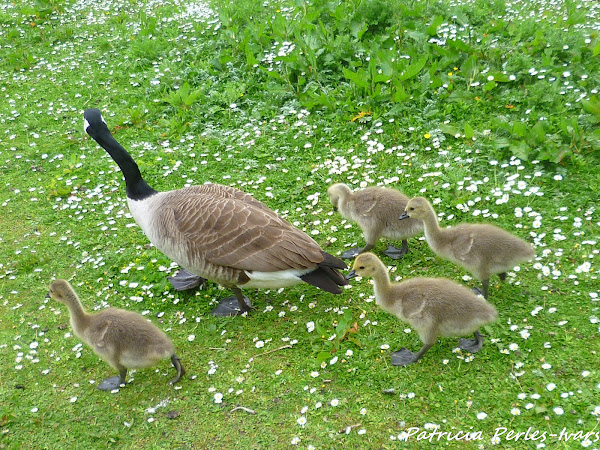 Canada Goose | Project Noah