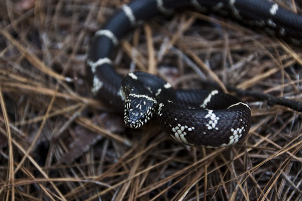 Eastern Kingsnake/Chained Kingsnake | Project Noah