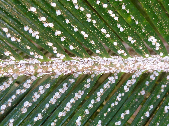 Asian Cycad Scale | Project Noah