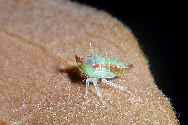 Treehopper nymph (Pós-ecdise) | Project Noah
