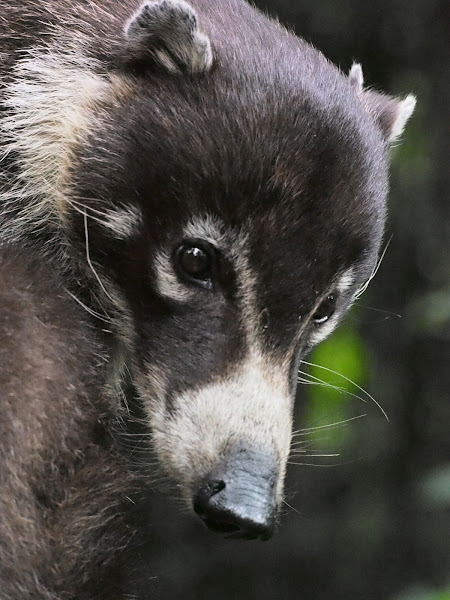 Coati | Project Noah