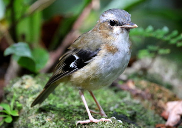 Grey-headed Robin | Project Noah