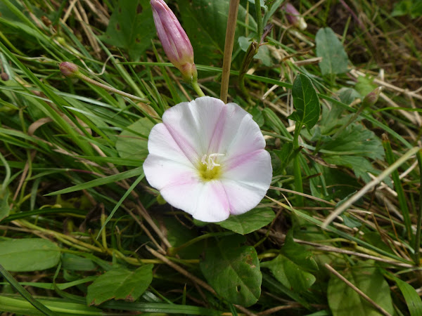 Field Bindweed | Project Noah