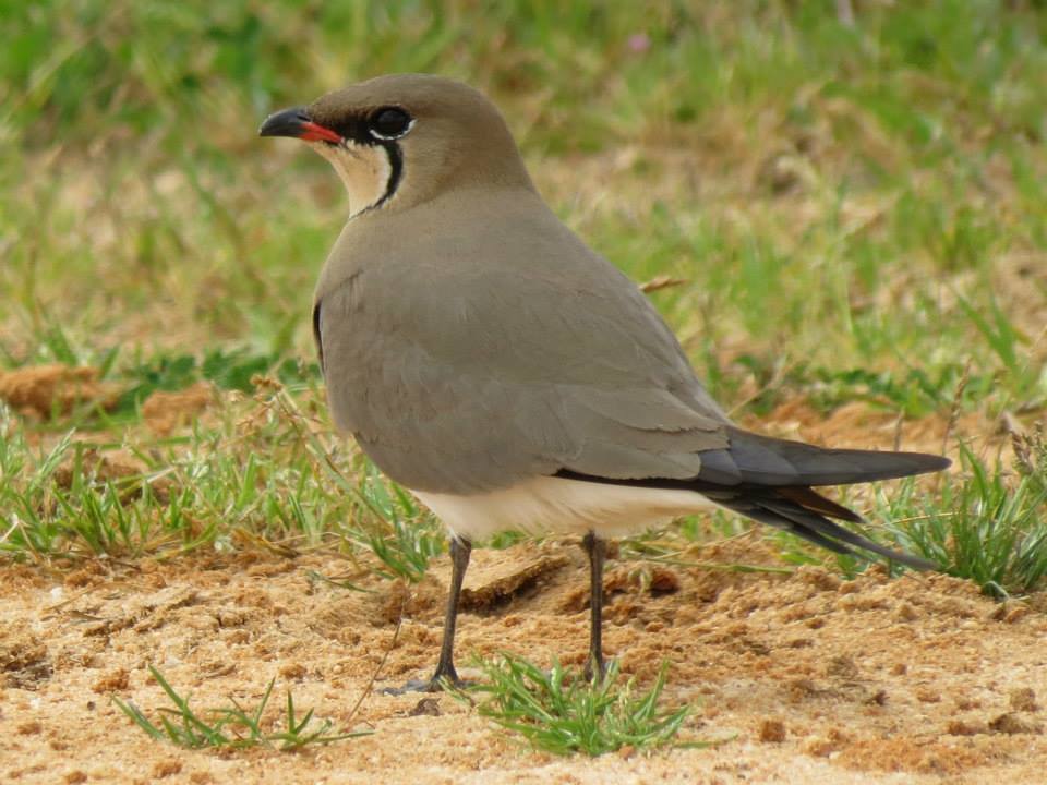 Collared pratincole | Project Noah