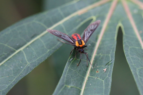 Wasp Mimic Moth | Project Noah