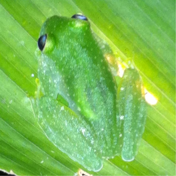 Dusty Glass frog | Project Noah