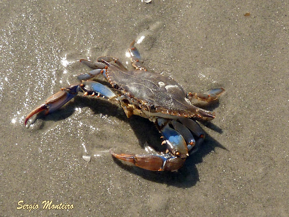 Atlantic blue crab | Project Noah