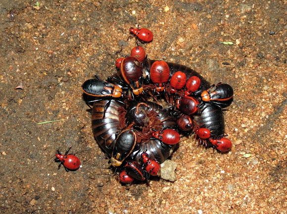 Millipede assassin bugs | Project Noah