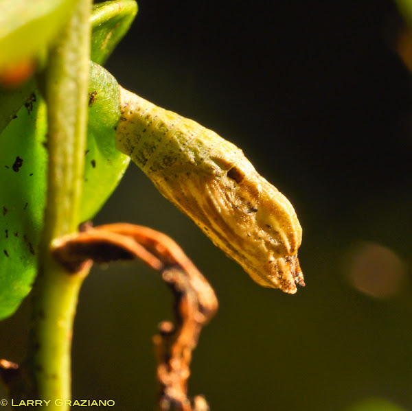 Chrysalis | Project Noah